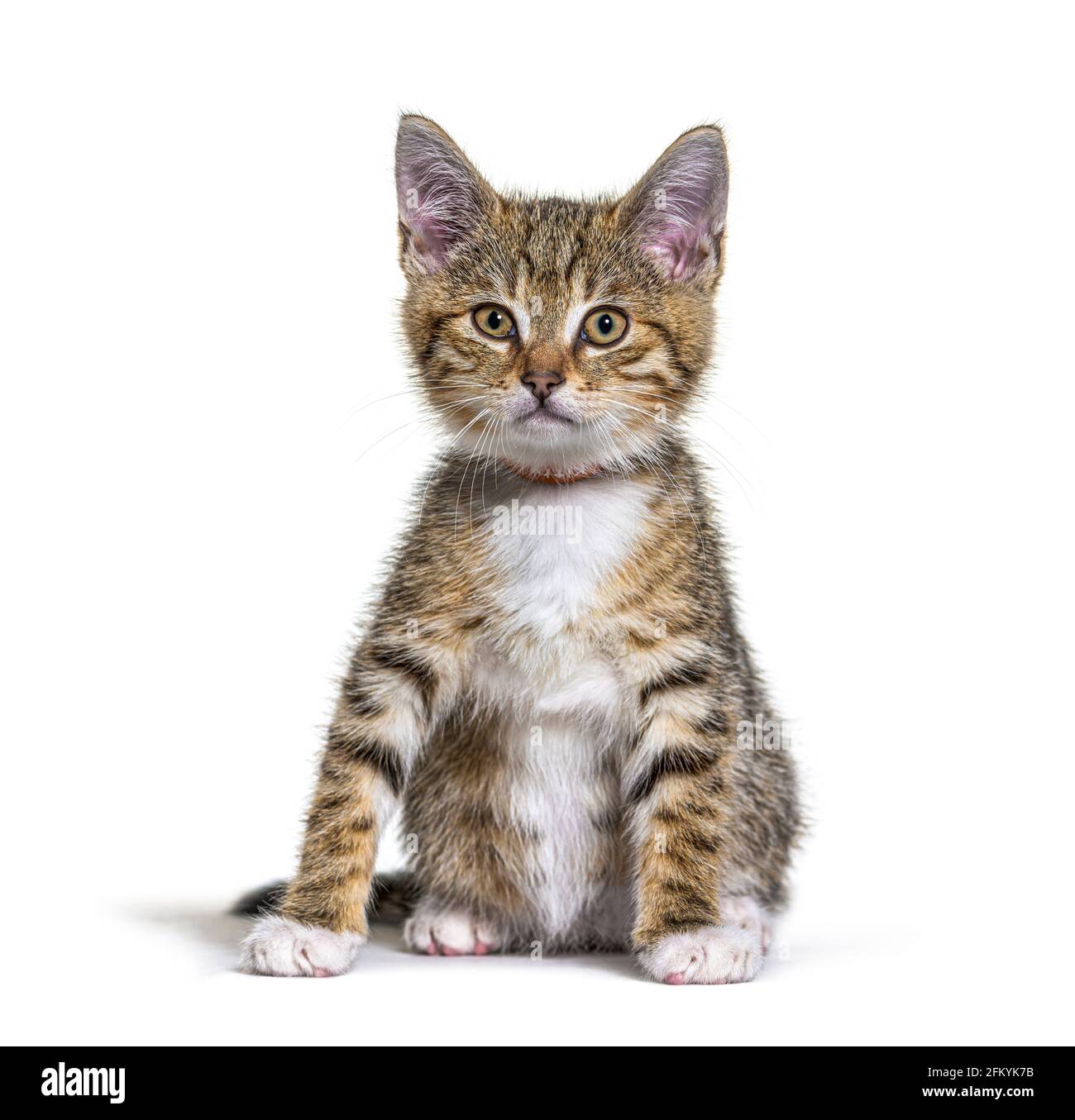 Kitten crossbreed cat isolated on white Stock Photo - Alamy