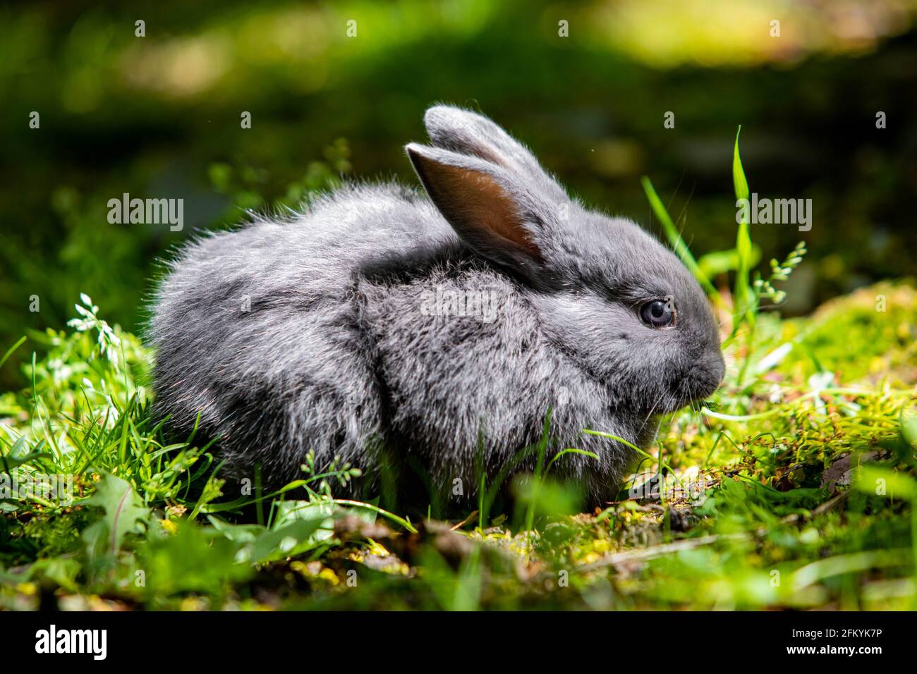 Cute little grey bunny rabbit on the grass meadow eating portrait Stock ...
