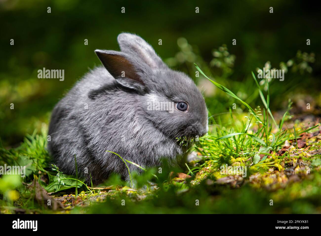 Cute little grey bunny rabbit on the grass meadow eating portrait Stock ...