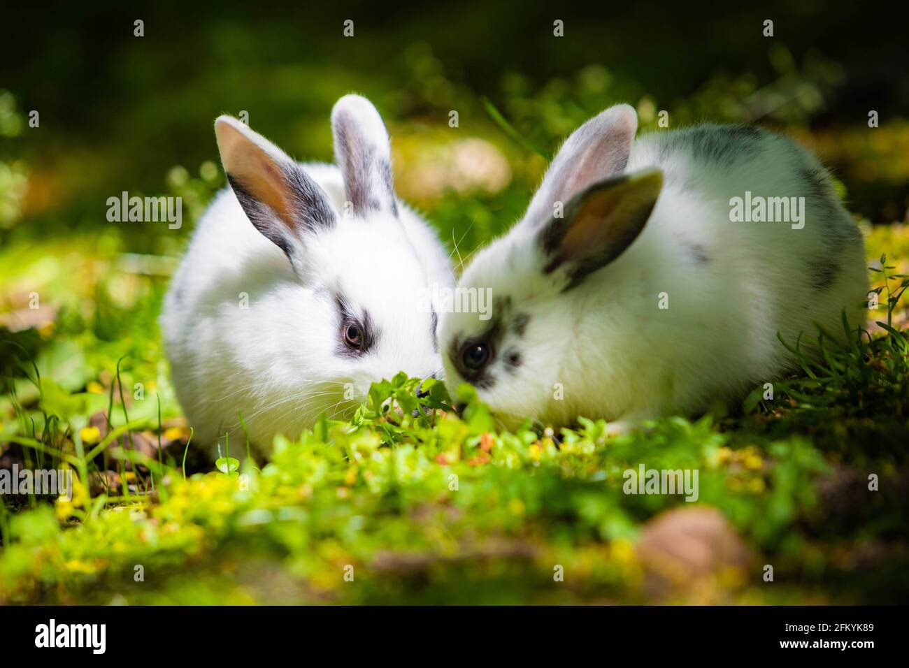 Pair of cute little baby rabbits eating grass on the meadow close up ...