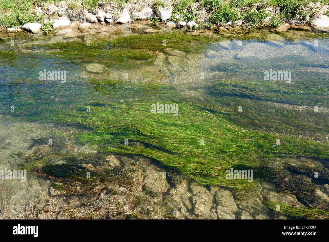River with clean water in the forest Stock Photo - Alamy