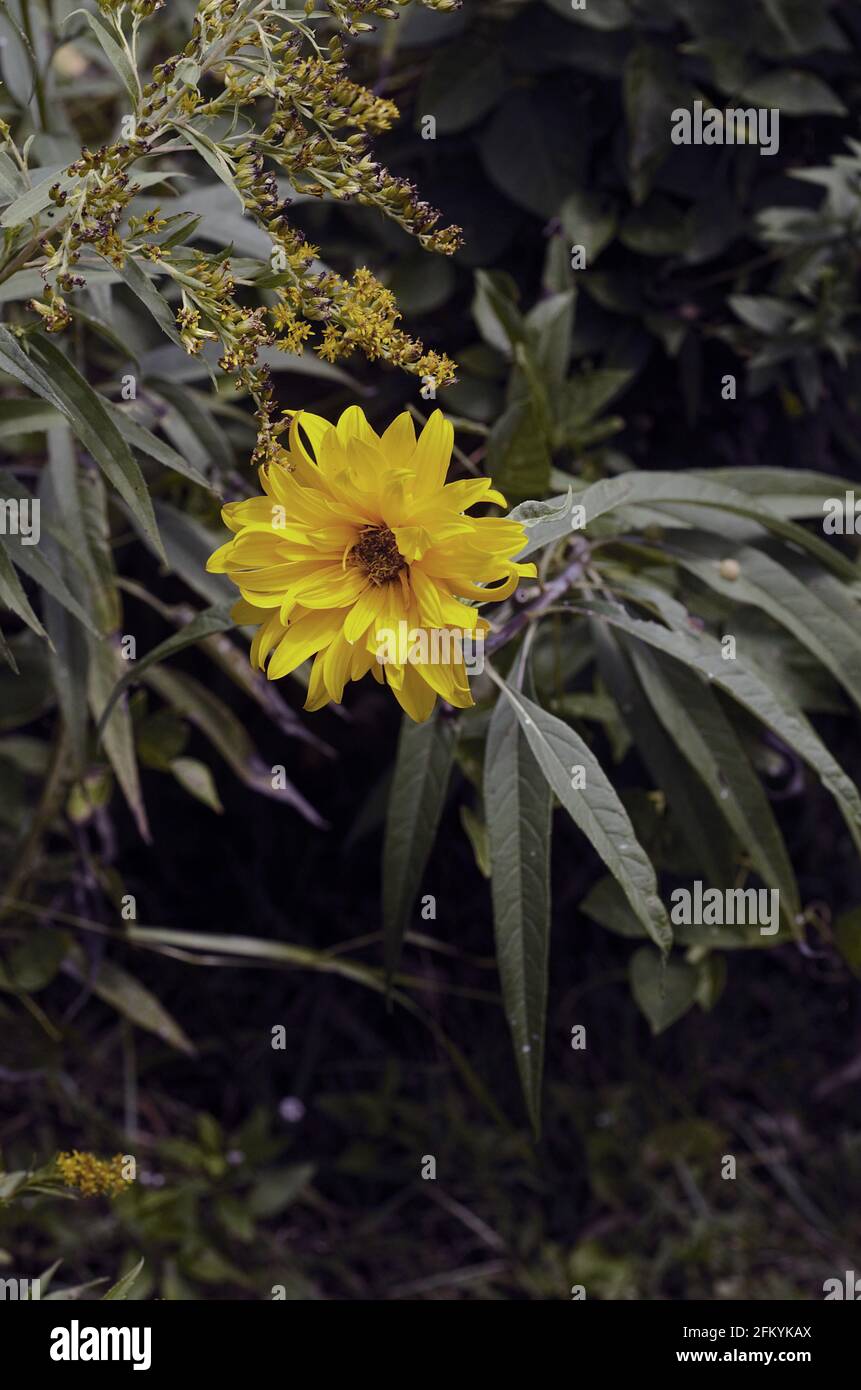 bright yellow aster-like flower Stock Photo - Alamy