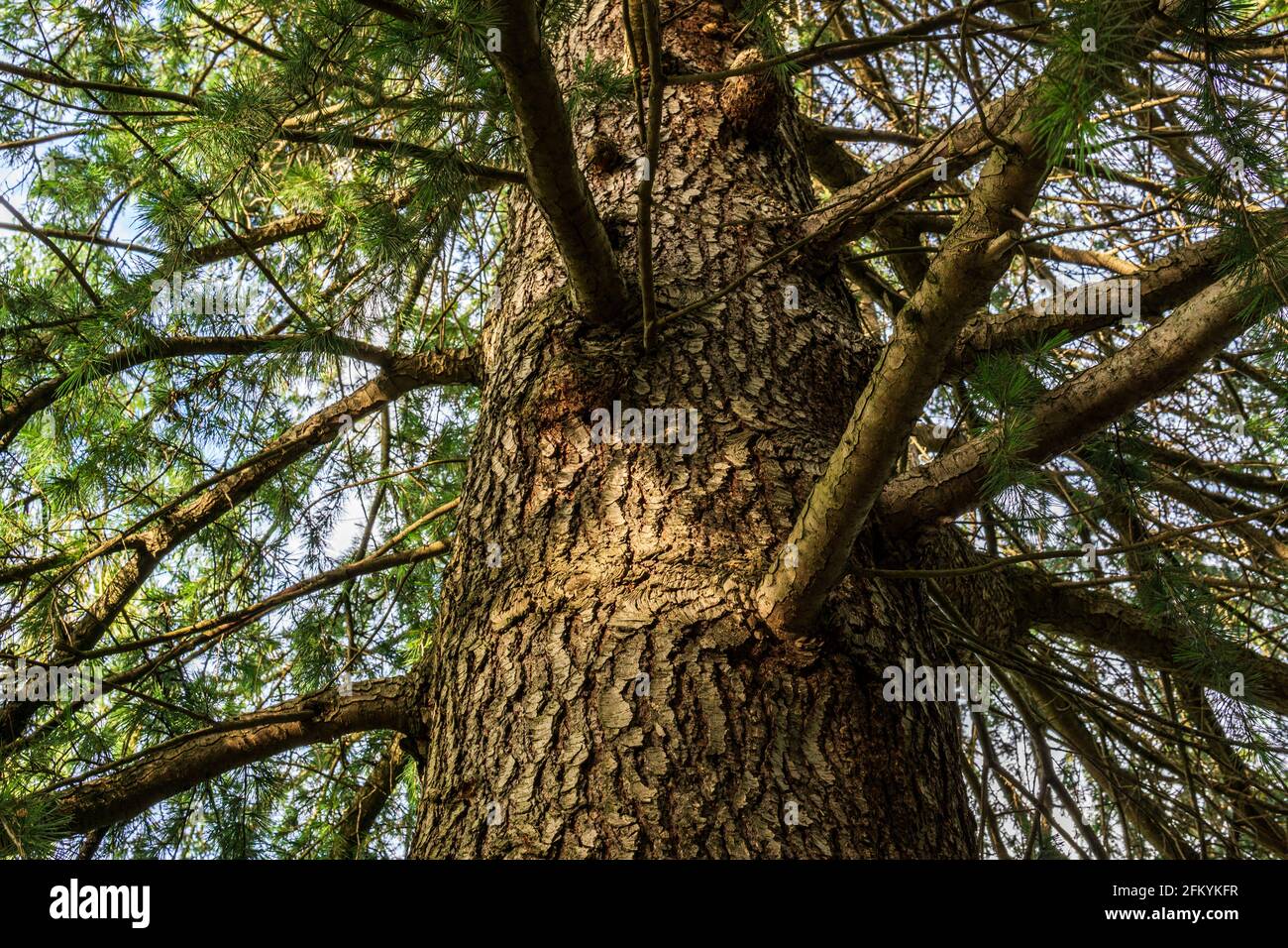 Looking up trunk of tall big tree in the forest Stock Photo - Alamy