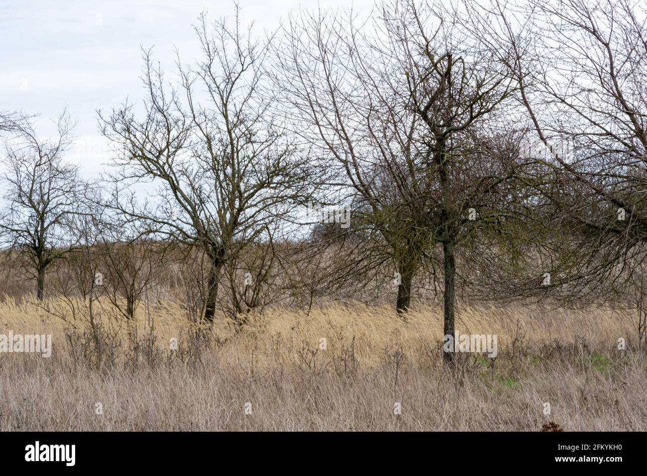 Rural dry field on a gloomy day with deciduous trees Stock Photo - Alamy