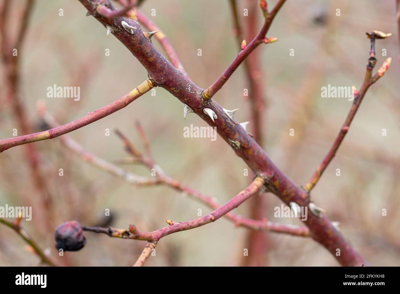 Closeup of a prickly tree branch Stock Photo - Alamy