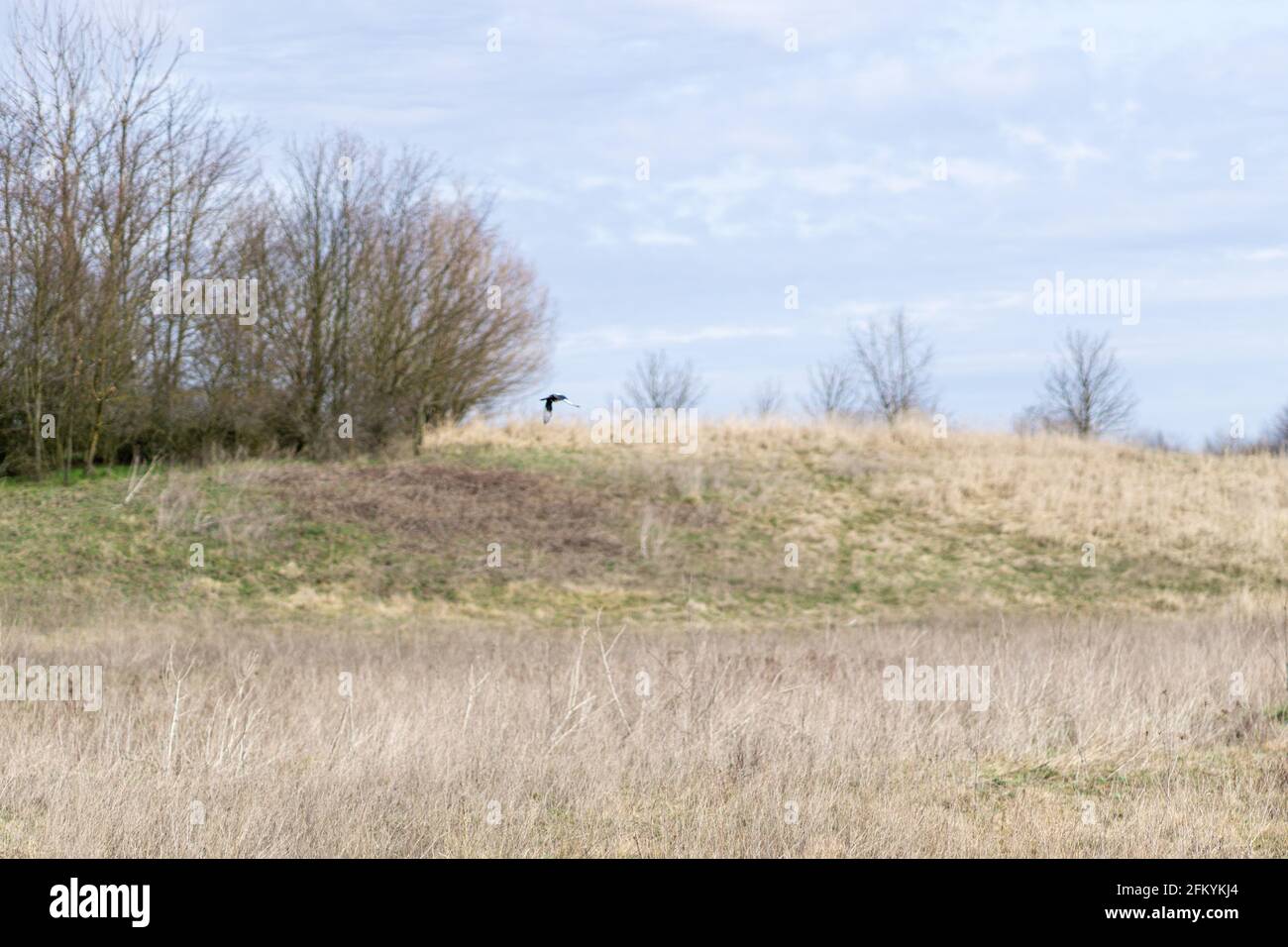 Rural dry field on a gloomy day Stock Photo - Alamy