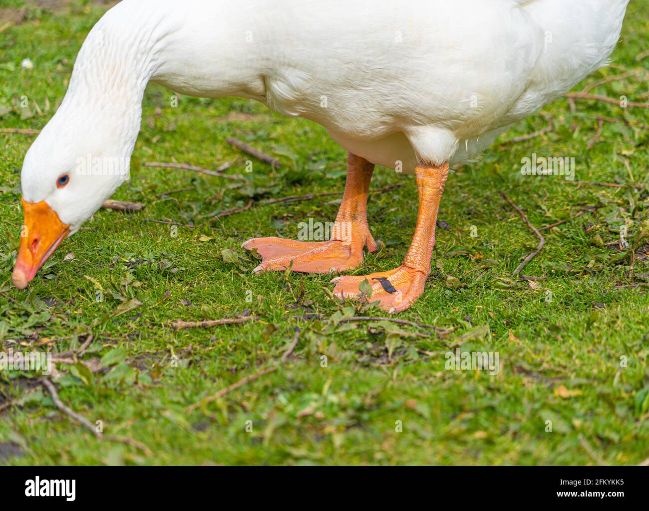 Close up low level view of Embden Emden Geese. Single portrait shot of ...