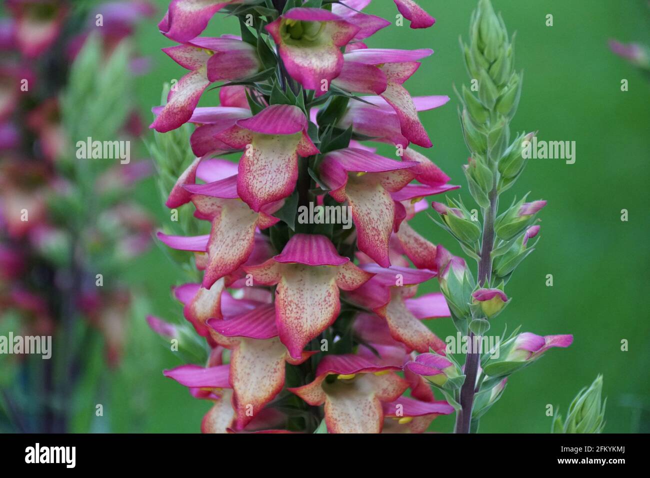 Beautiful Hybrid foxglove 'Digiplexis Illumination Flame' flowers Stock ...