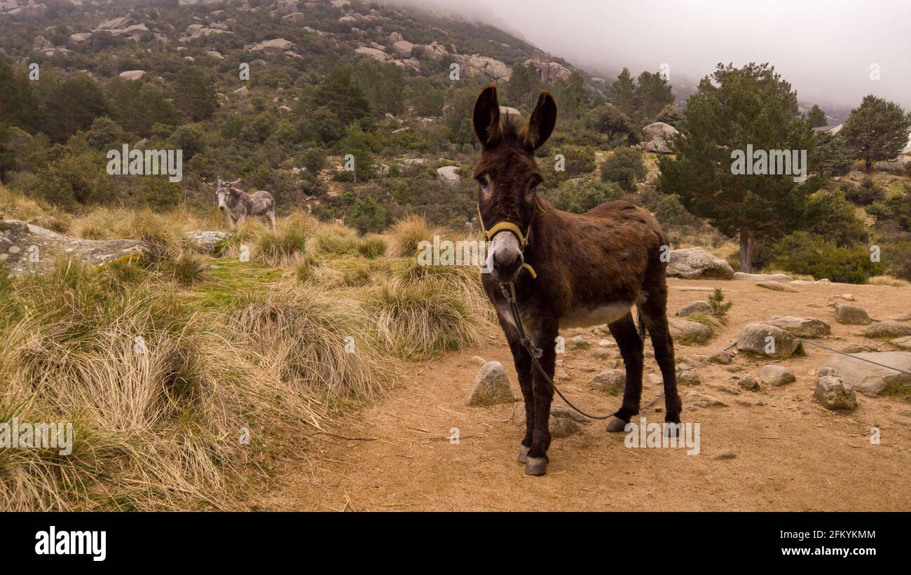 Donkey standing on meadow hi-res stock photography and images - Alamy