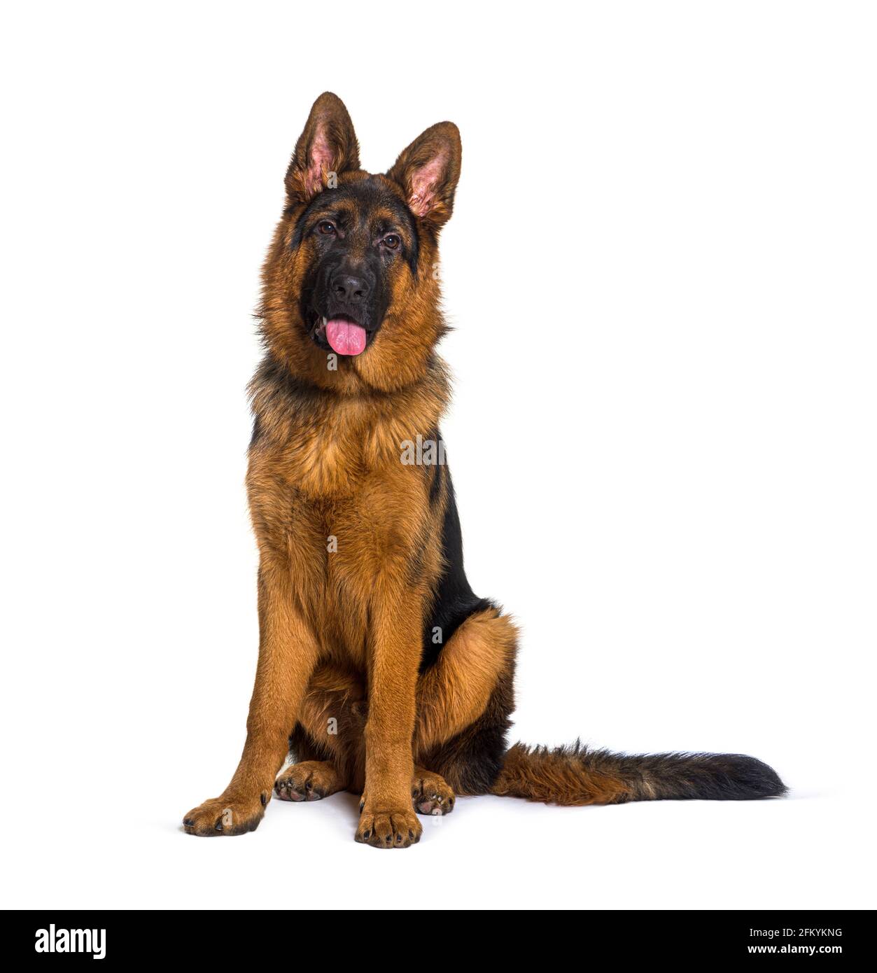 German shepherd cut out hi-res stock photography and images - Alamy