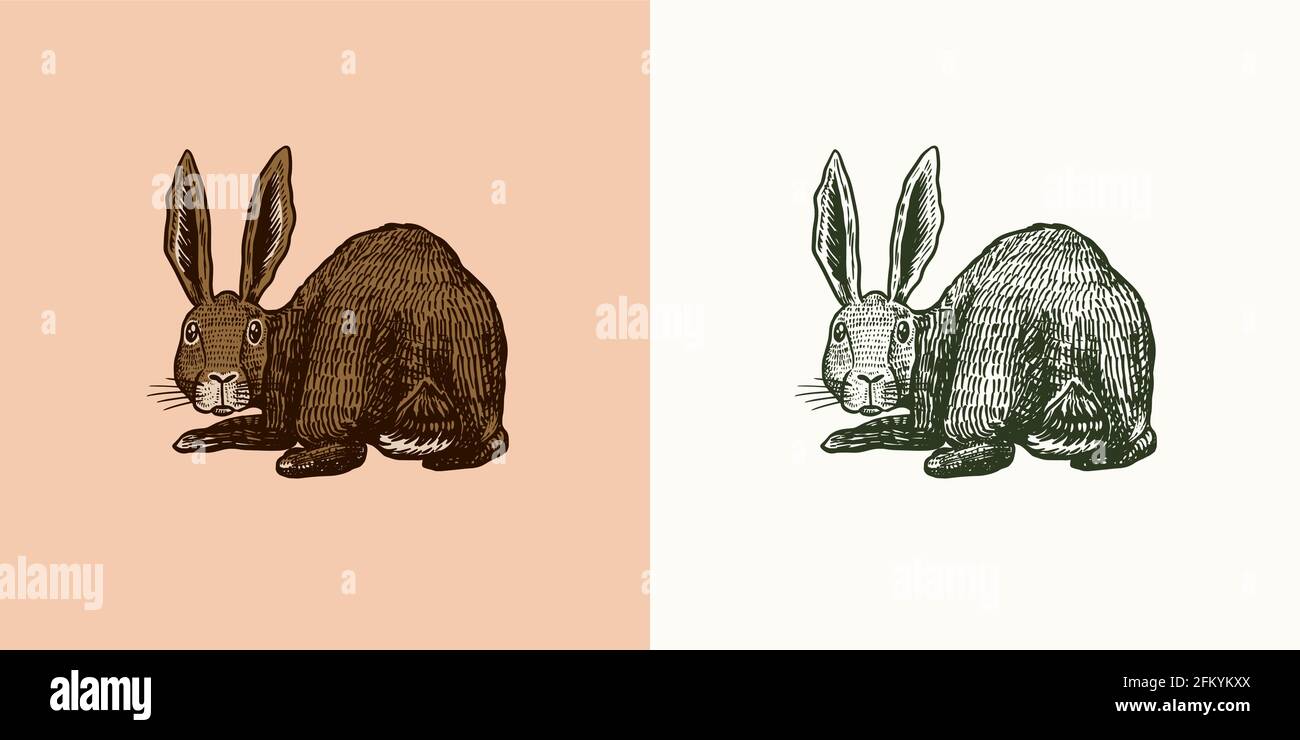 Rabbit back engrave hi-res stock photography and images - Alamy