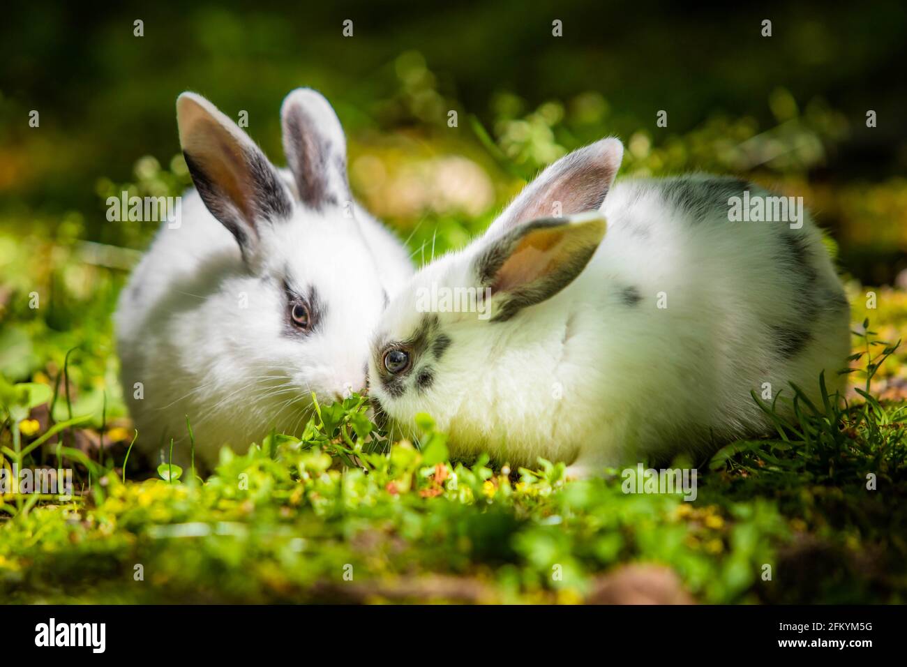 Pair of cute little baby rabbits eating grass on the meadow close up Stock Photo - Alamy