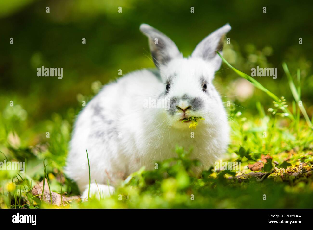 Cute little white bunny rabbit on the grass meadow eating portrait ...