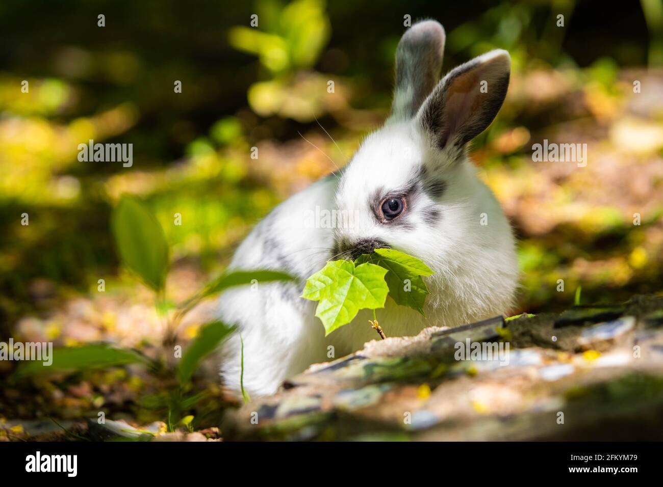 Cute little white bunny rabbit on the grass meadow eating portrait ...