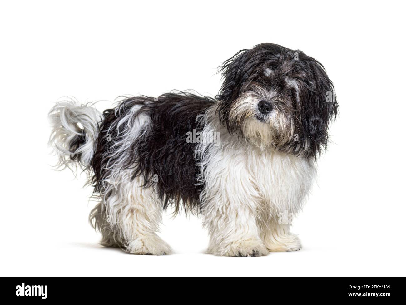 Mixed breed dog standing, isolated and looking at the camera Stock ...