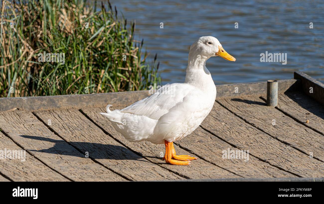 Single White Domesticated Aylesbury Pekin Peking Duck out of the water ...