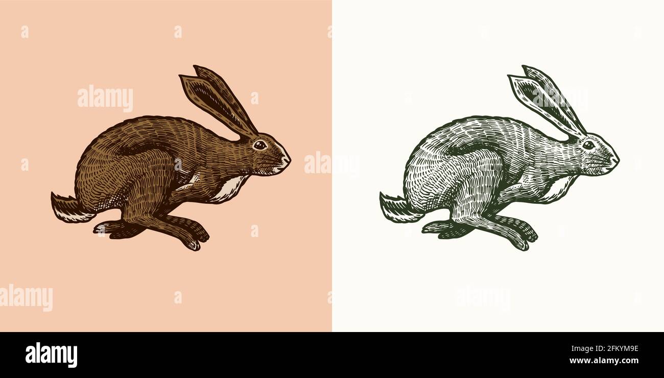 Wild hare or rabbit is jumping. Cute Bunny or coney runs away. Hand ...