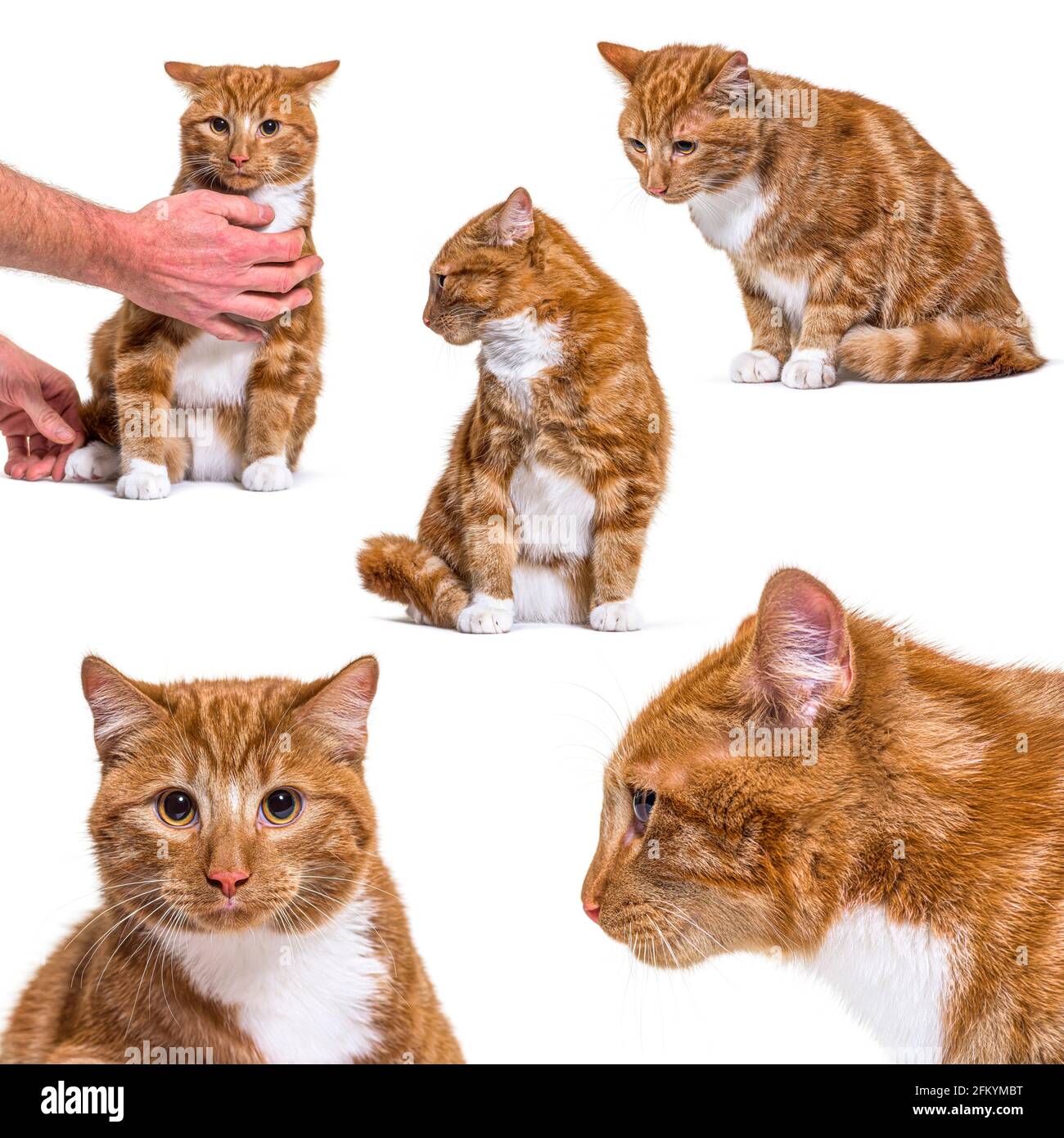 Ginger white cat hi-res stock photography and images - Alamy