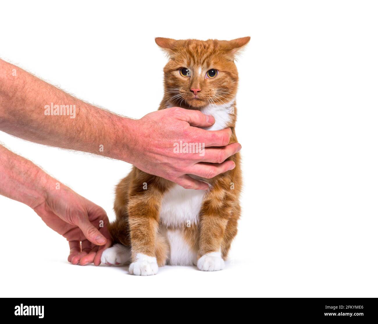 Training session with a young mixed breed ginger cat Stock Photo - Alamy