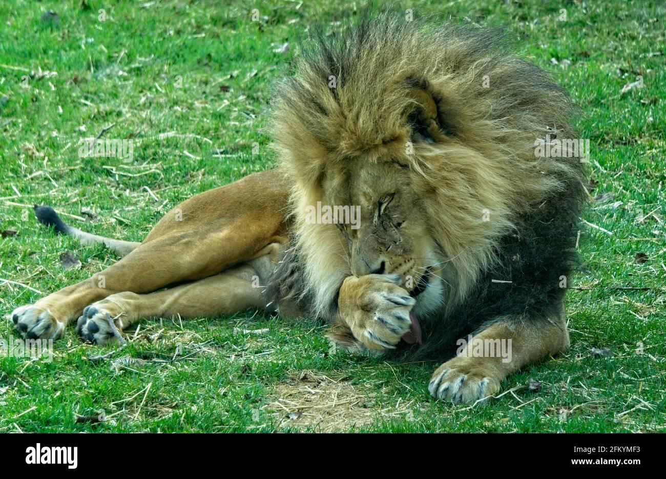 African Lion Calgary Zoo Alberta Stock Photo - Alamy