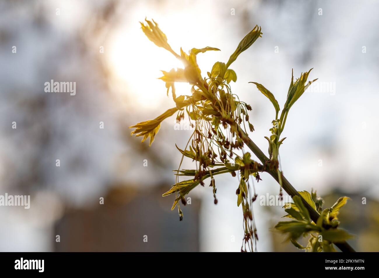 Blooming branches of the maple tree. Spring blossom Stock Photo - Alamy