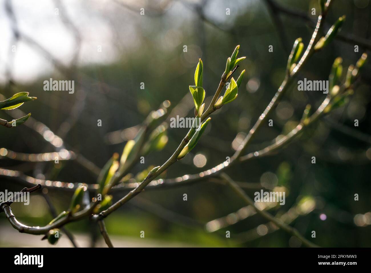Spring, nature wallpaper. Blooming leaves on the branches of a tree ...