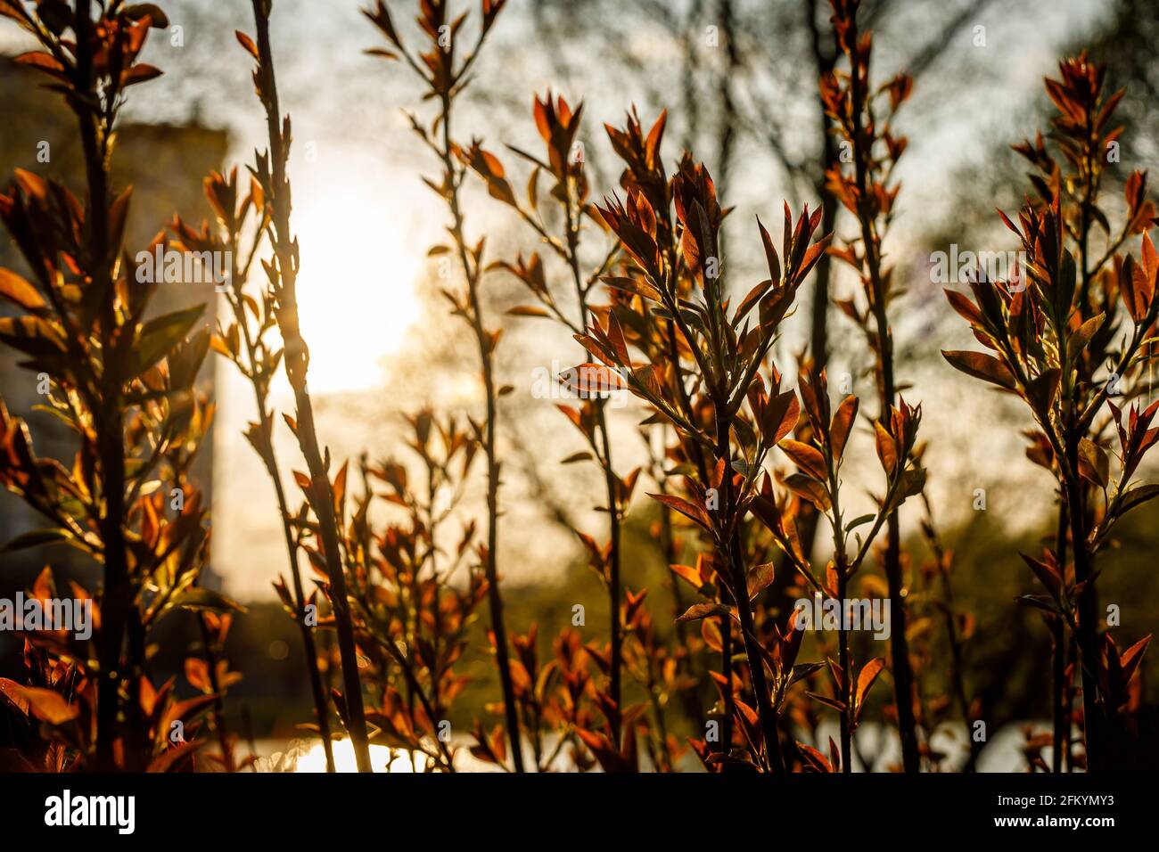 Soft light effect on plants hi-res stock photography and images - Alamy