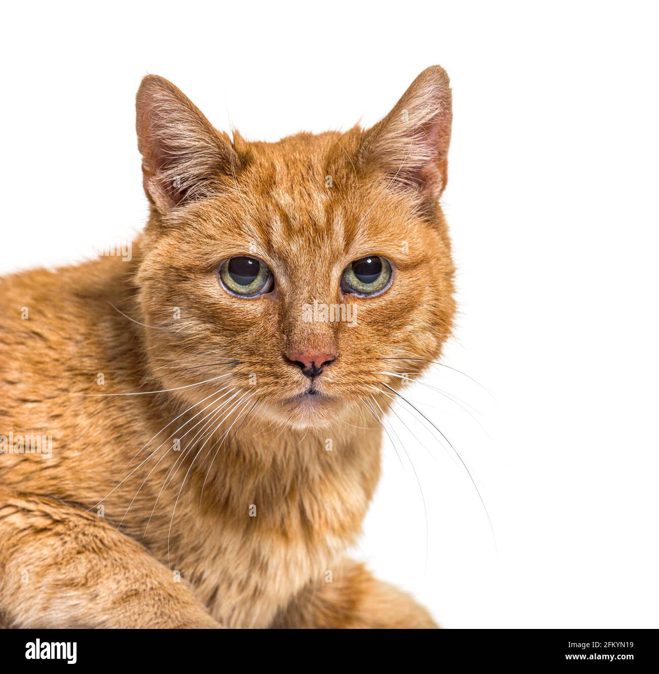 Old Orange Cat