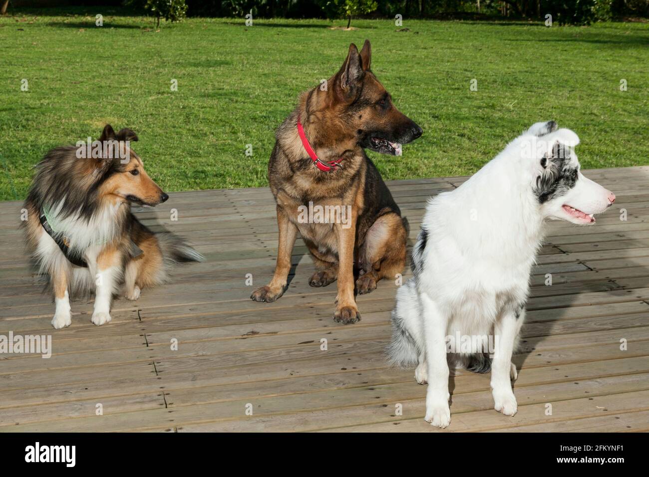 Pet; Three different dogs sitting looking to the same side Stock Photo ...