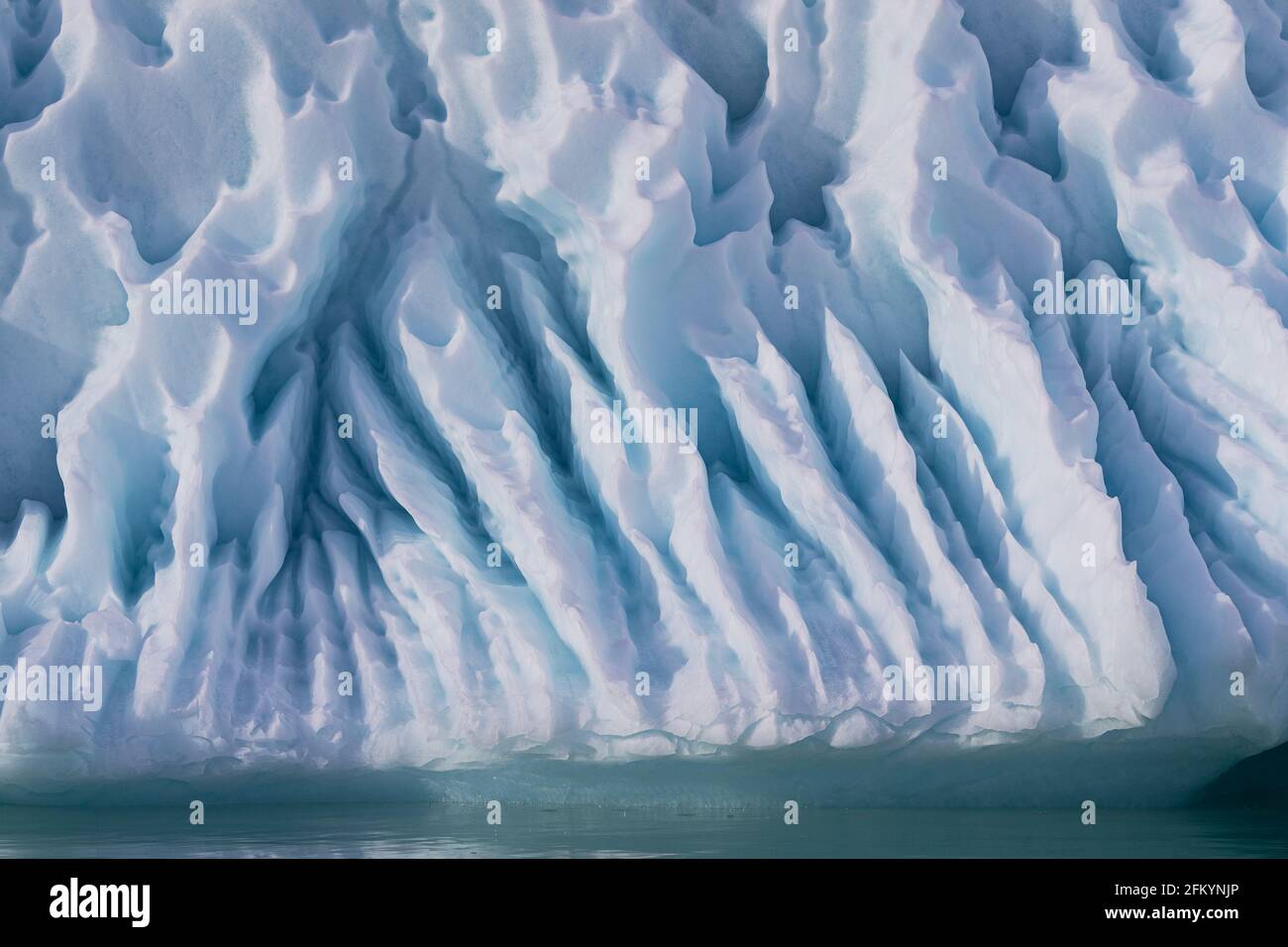 Iceberg calved from glacier from the Greenland Icecap in Bowdoin Fjord ...