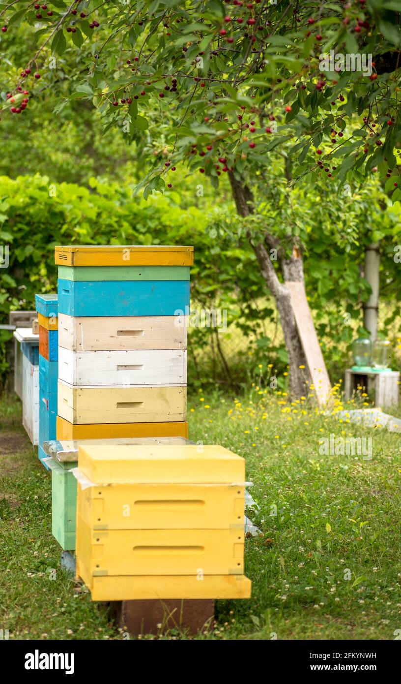 Hives in an apiary with bees flying to the landing boards. Apiculture ...