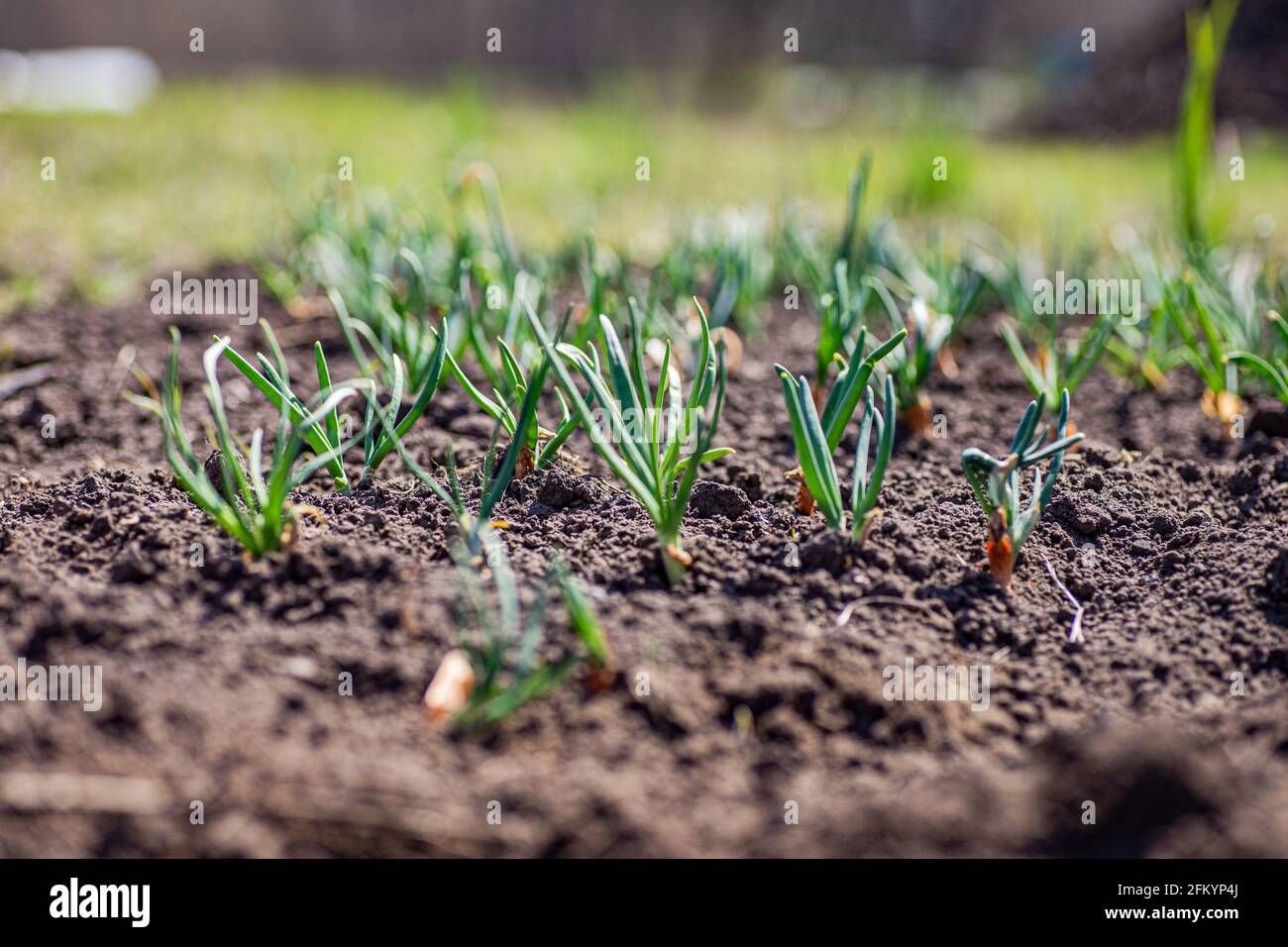 Young onion sprouts in garden. seeded onion shoots. vegetable garden of ...