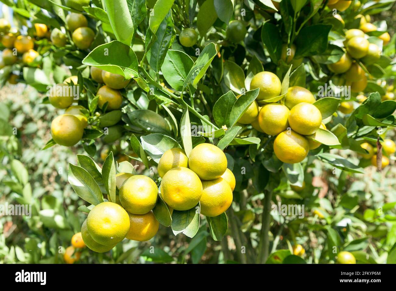 The lemon tree loaded with lemons ready to harvest Stock Photo - Alamy