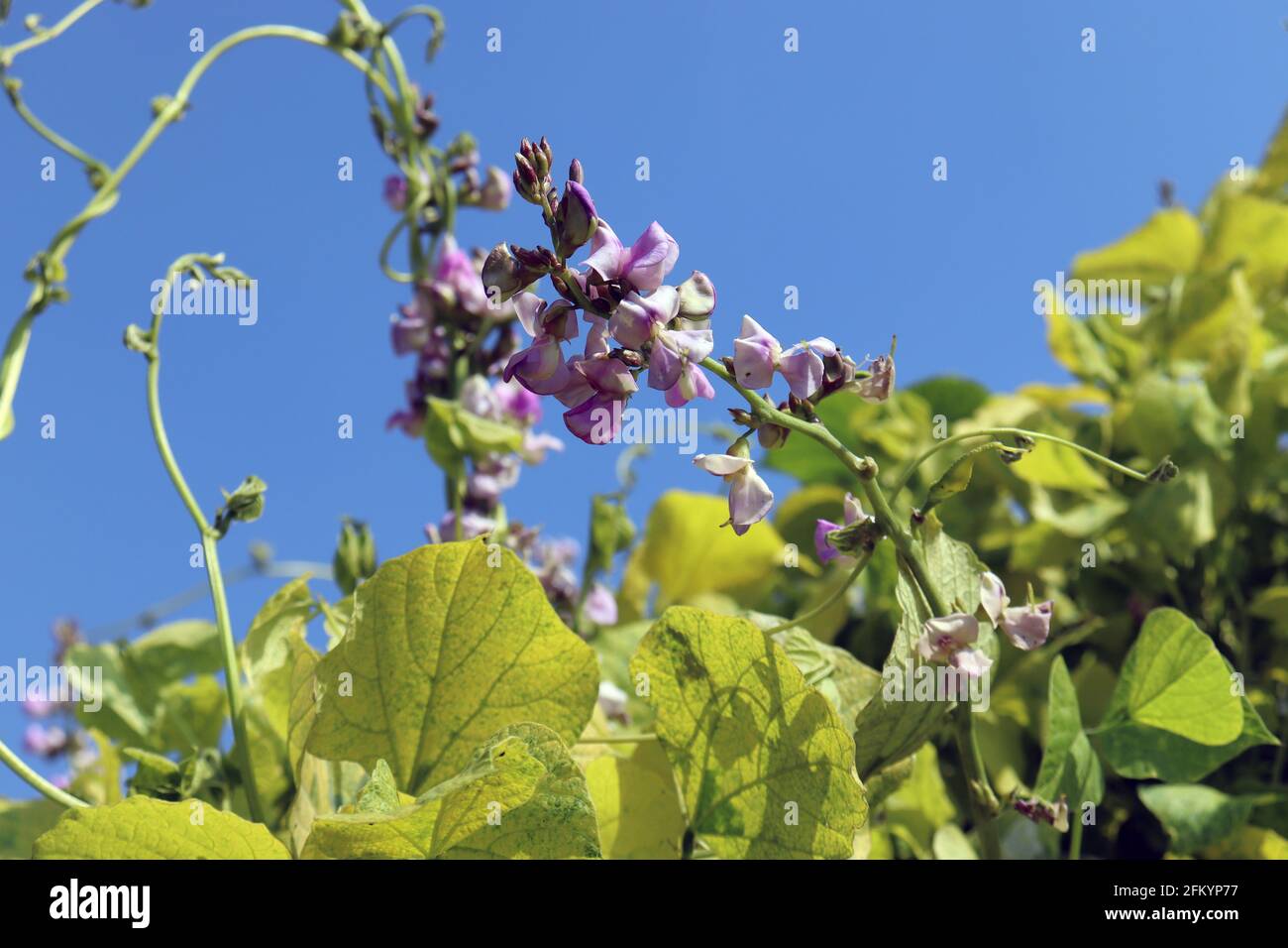 Edamame flower hi-res stock photography and images - Alamy