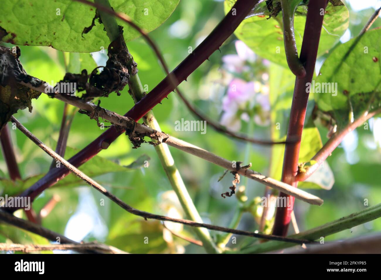 Edamame Flower High Resolution Stock Photography and Images - Alamy