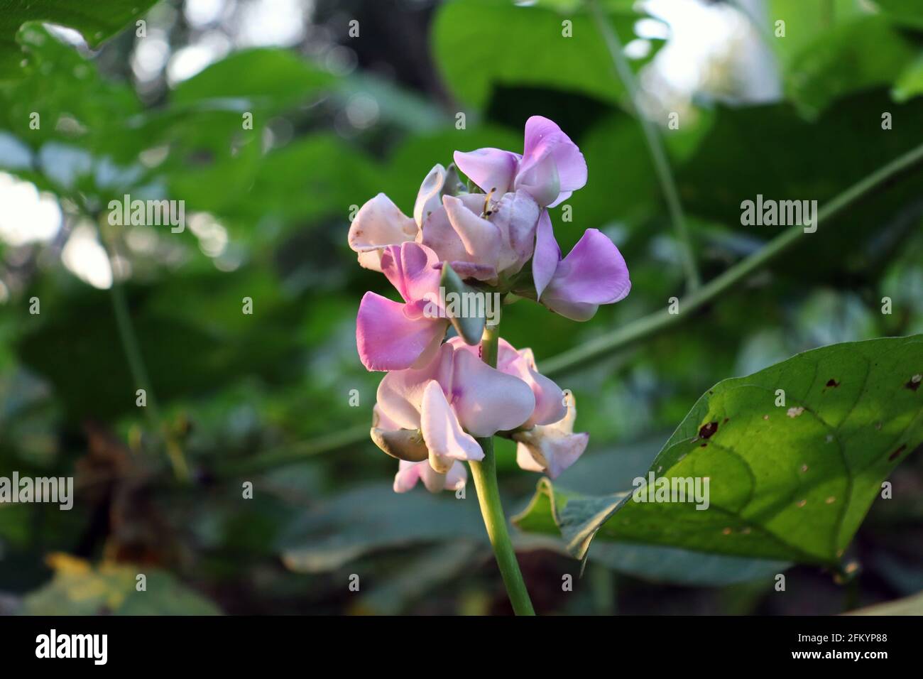 Edamame flower hi-res stock photography and images - Alamy