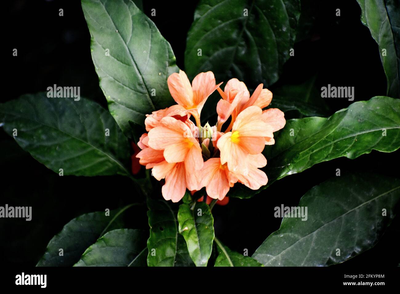 Beautiful crossandra infundibuliformis flowers Stock Photo - Alamy