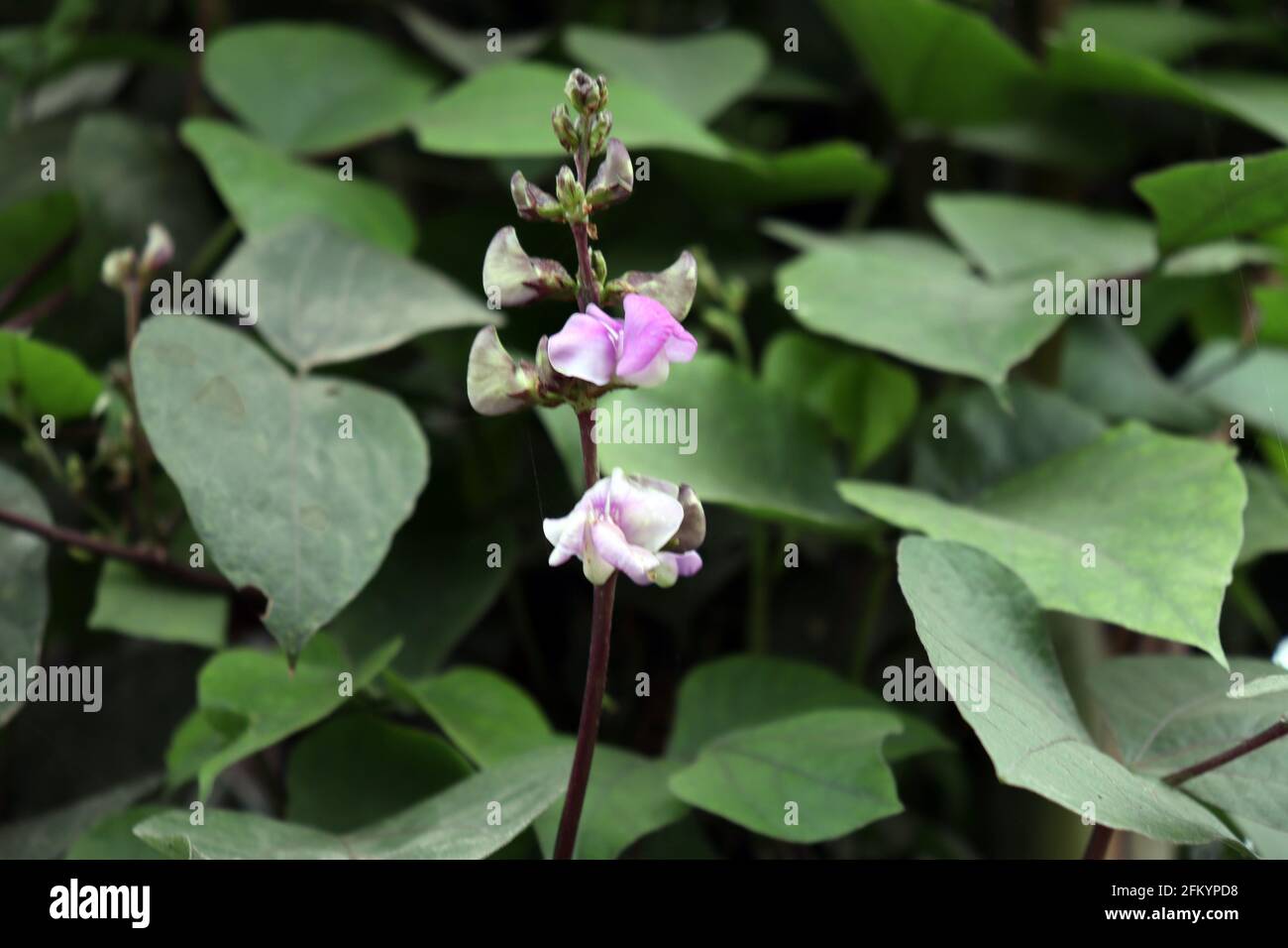 fresh and healthy Edamame flower stock on tree in firm for harvest ...