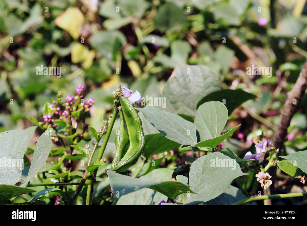 Edamame Flower