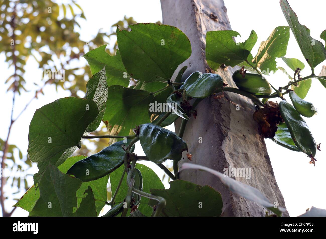 fresh and healthy Edamame stock on tree in firm for harvest Stock Photo ...