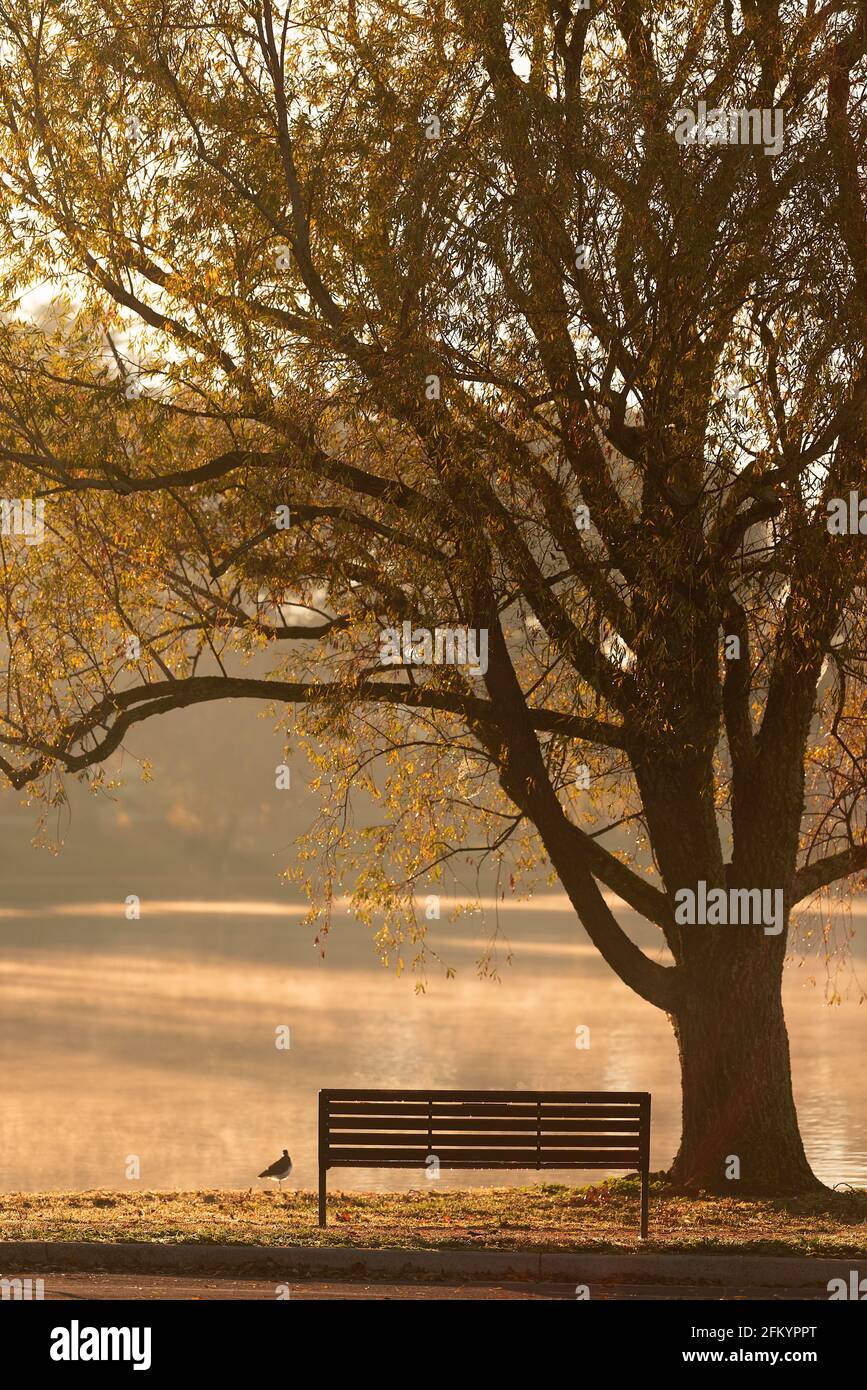 bench seat under tree foggy sunrise lake Stock Photo - Alamy