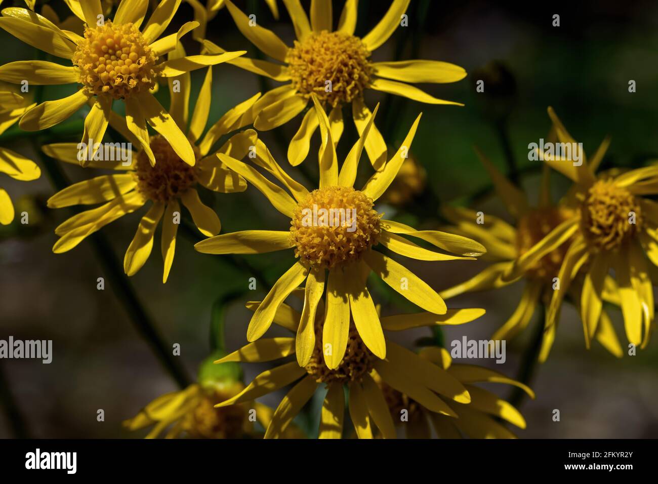Golden Ragwort in bloom. Its stout, thick, basal offshoots creep ...