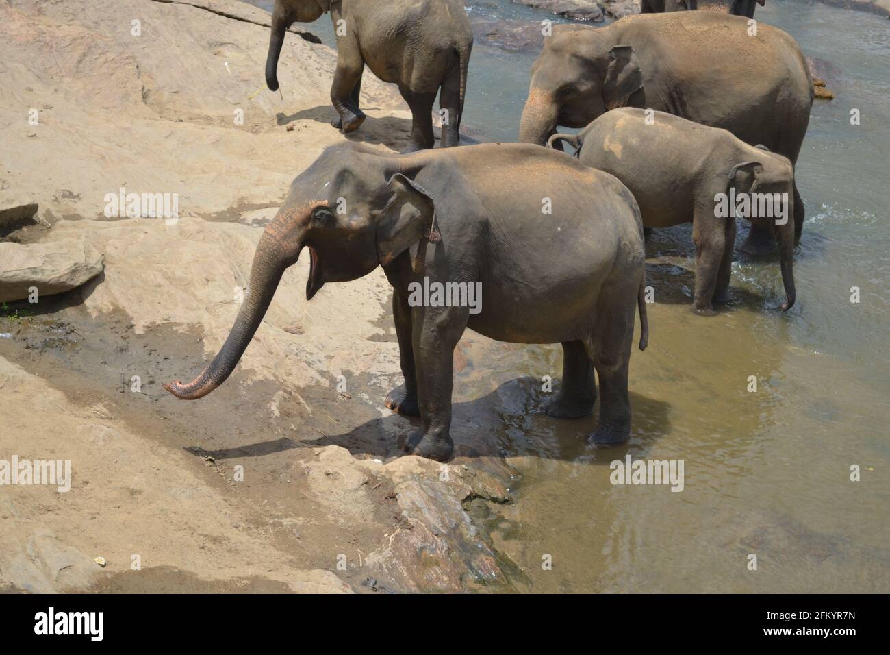 Group of calfs drinking water from a pond Stock Photo - Alamy