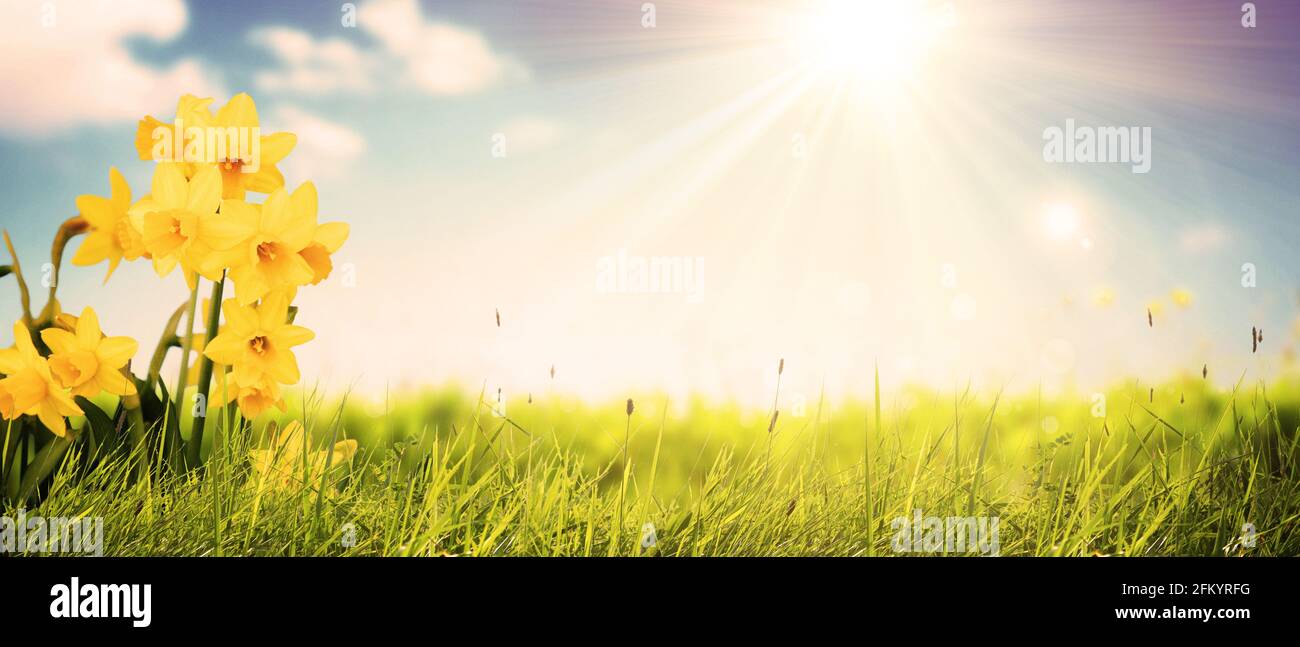 Beautiful flowers of daffodils narcissus glow in morning at sunrise in ...