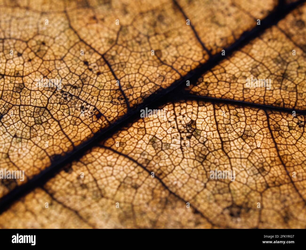 Texture of a dry damaged maple leaf with dark spots Stock Photo - Alamy
