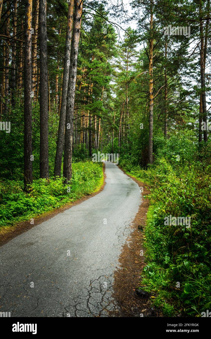 Pathway through beautiful summer forest with different trees Stock ...