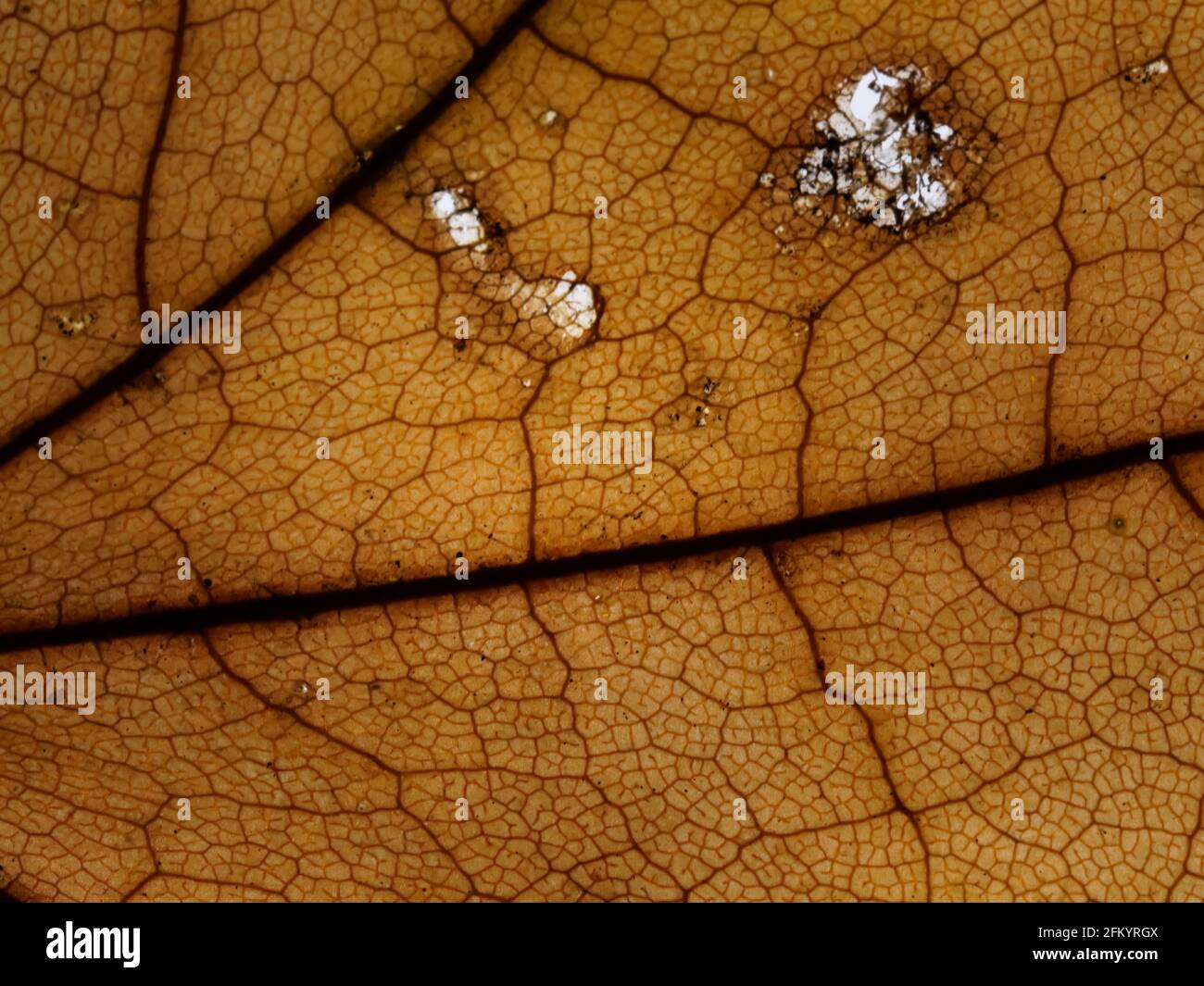 Brown-yellow texture of a slightly eaten autumn leaf Stock Photo - Alamy