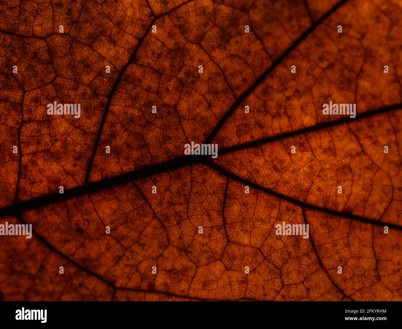 Black brown veins hi-res stock photography and images - Alamy