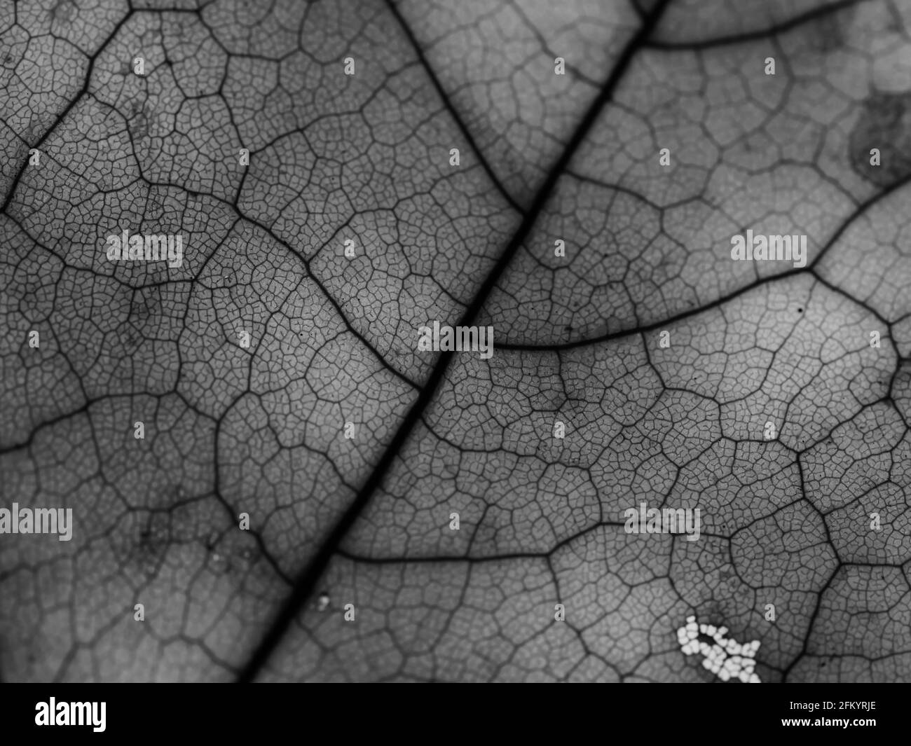 Grayscale shot of an autumn leaf structure Stock Photo - Alamy