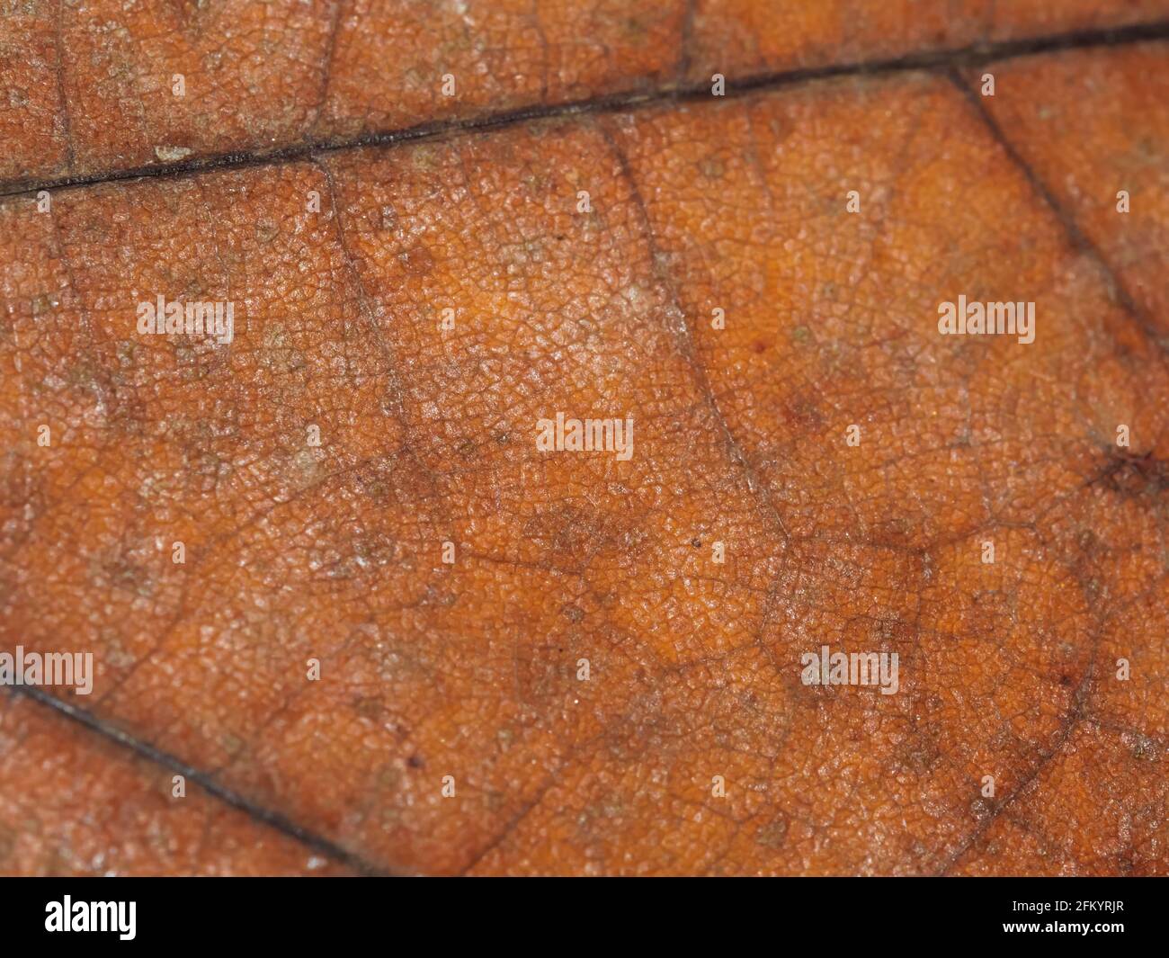 Texture of a maple leaf with a weathered surface Stock Photo - Alamy